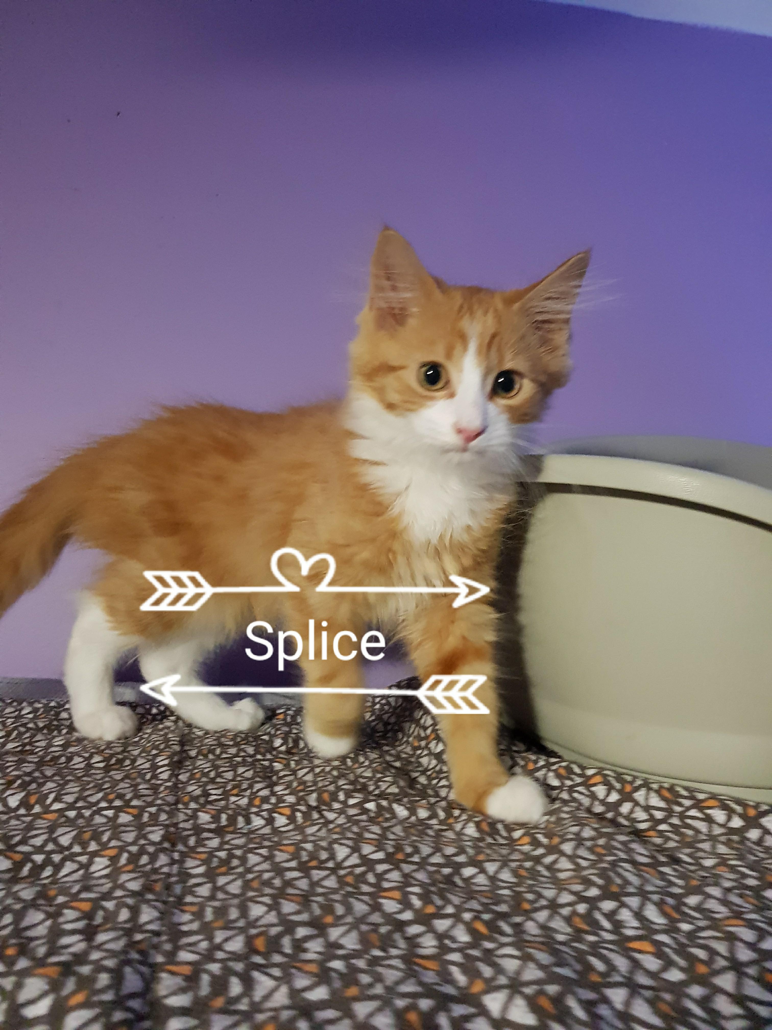 Splice - Male Domestic Medium Hair Cat in NSW - PetRescue