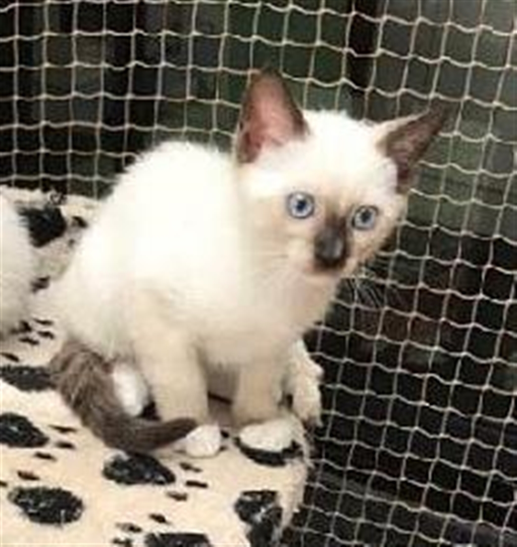 Tai - Male Birman Mix Cat in QLD - PetRescue