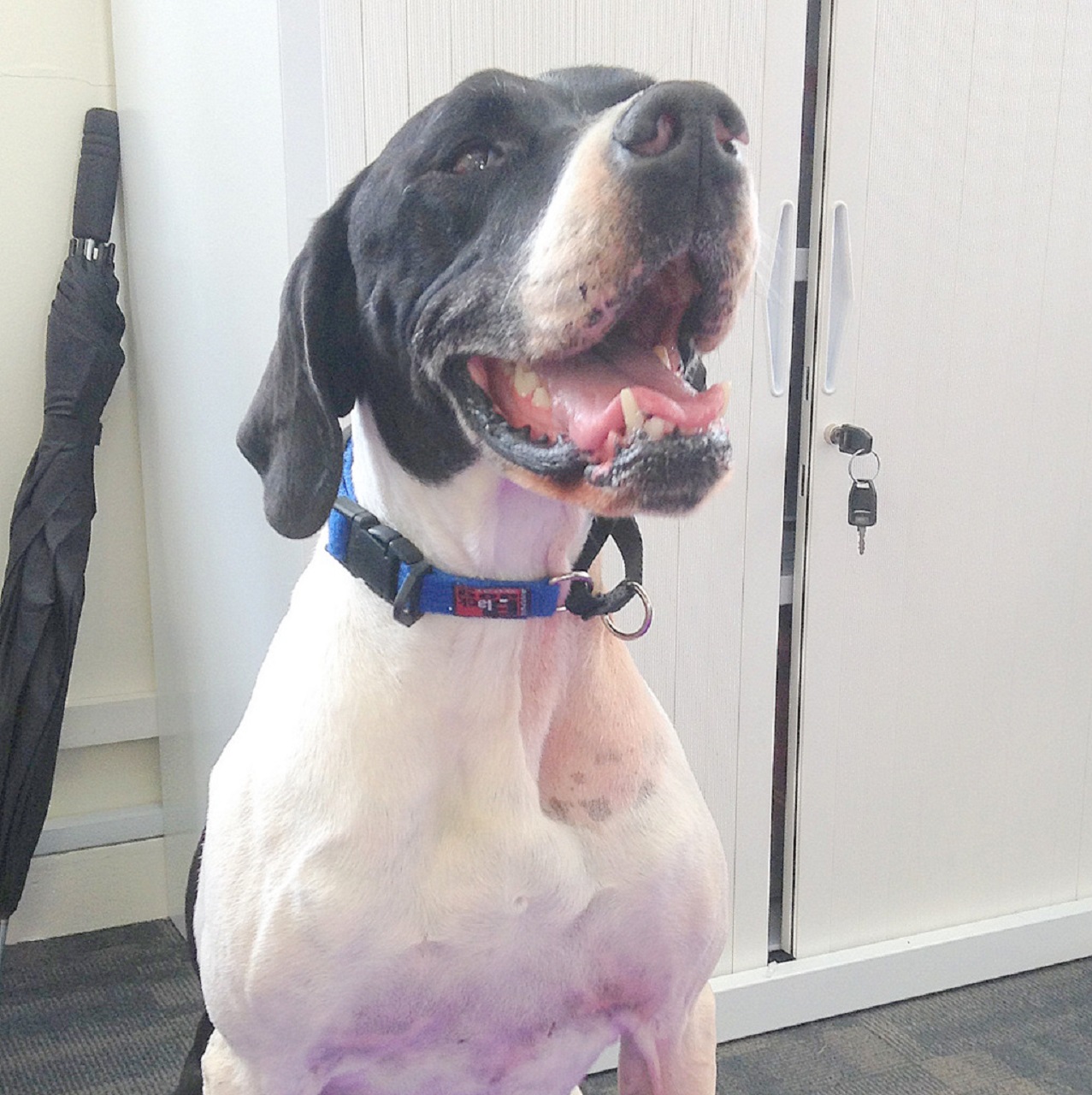 King - Large Male Pointer Dog in VIC - PetRescue