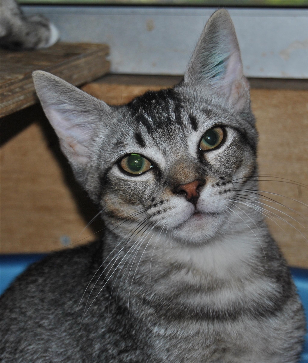 Henry - Male Manx Mix Cat in QLD - PetRescue