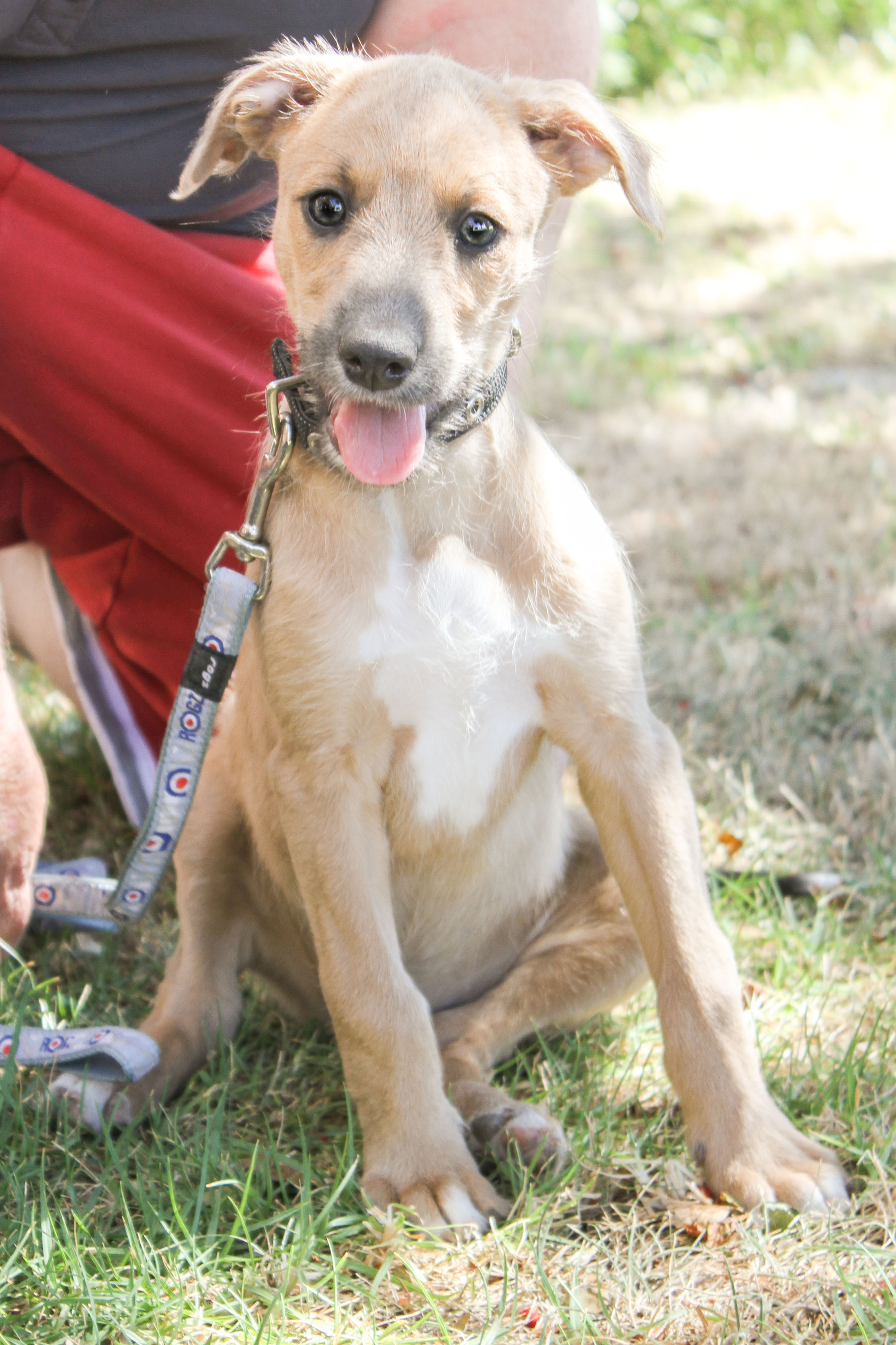 LuLu - Medium Female Greyhound x Staghound Dog in VIC - PetRescue