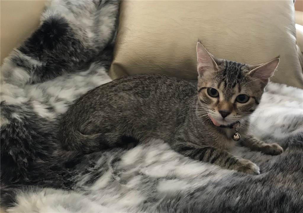 Tabitha - Female Abyssinian x Domestic Short Hair Mix Cat in QLD ...