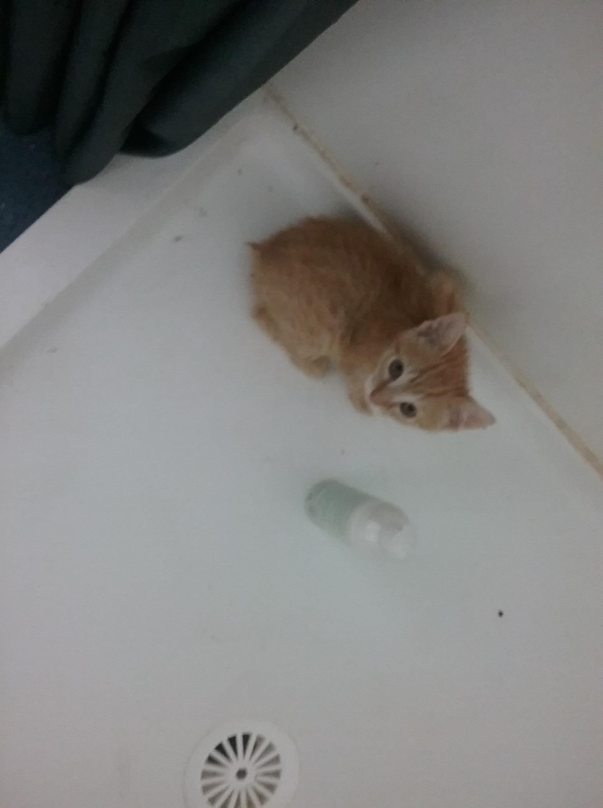 Rumpy - Male Manx Cat in QLD - PetRescue