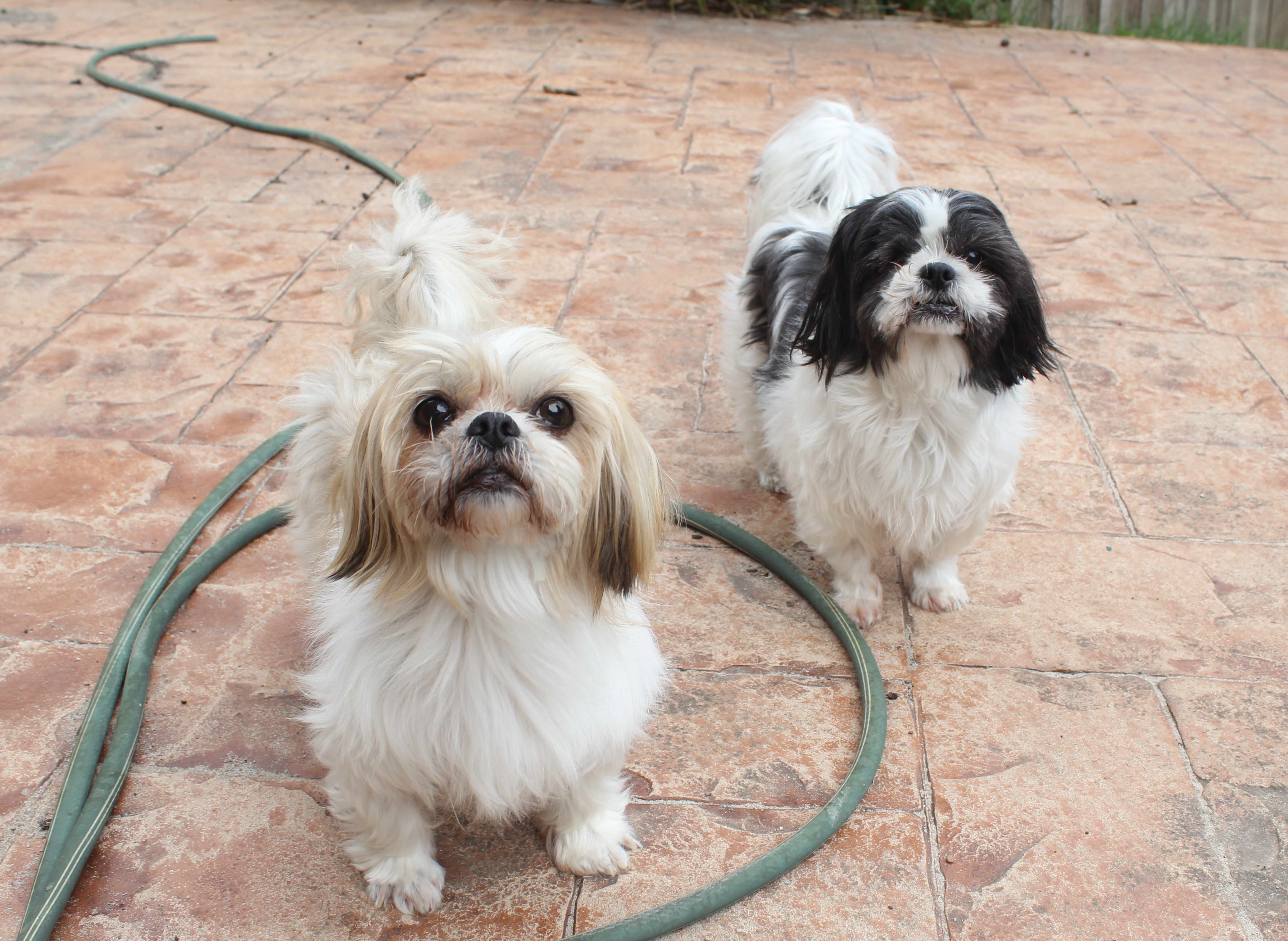 Maxine and Anna - Small Female Shih Tzu Dog in VIC - PetRescue