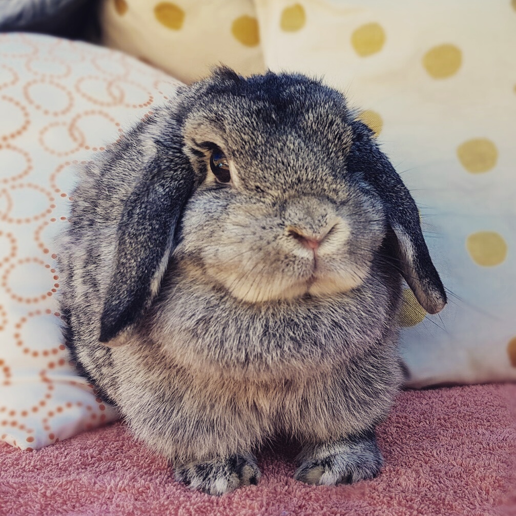 Sunday - Female Lop Eared Rabbit in VIC - PetRescue