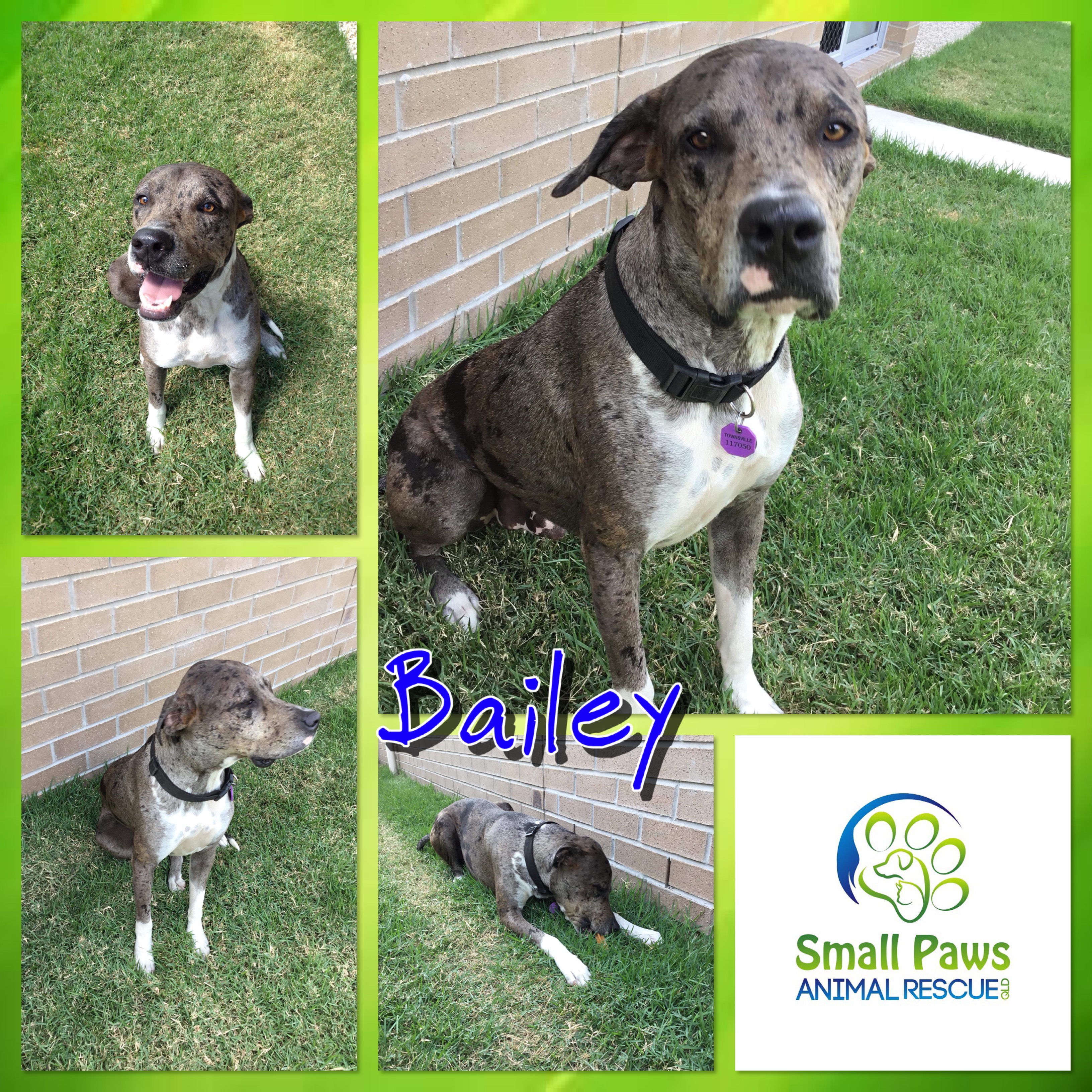 Bailey - Large Male Bull Arab Dog in QLD - PetRescue