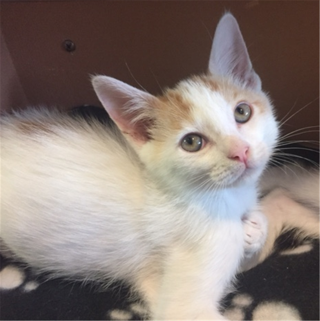 Pumpernickel - Male Domestic Short Hair x Turkish Van Mix Cat in QLD ...