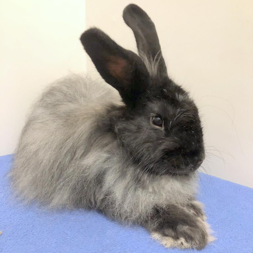 Brutus - Male Angora Rabbit in VIC - PetRescue