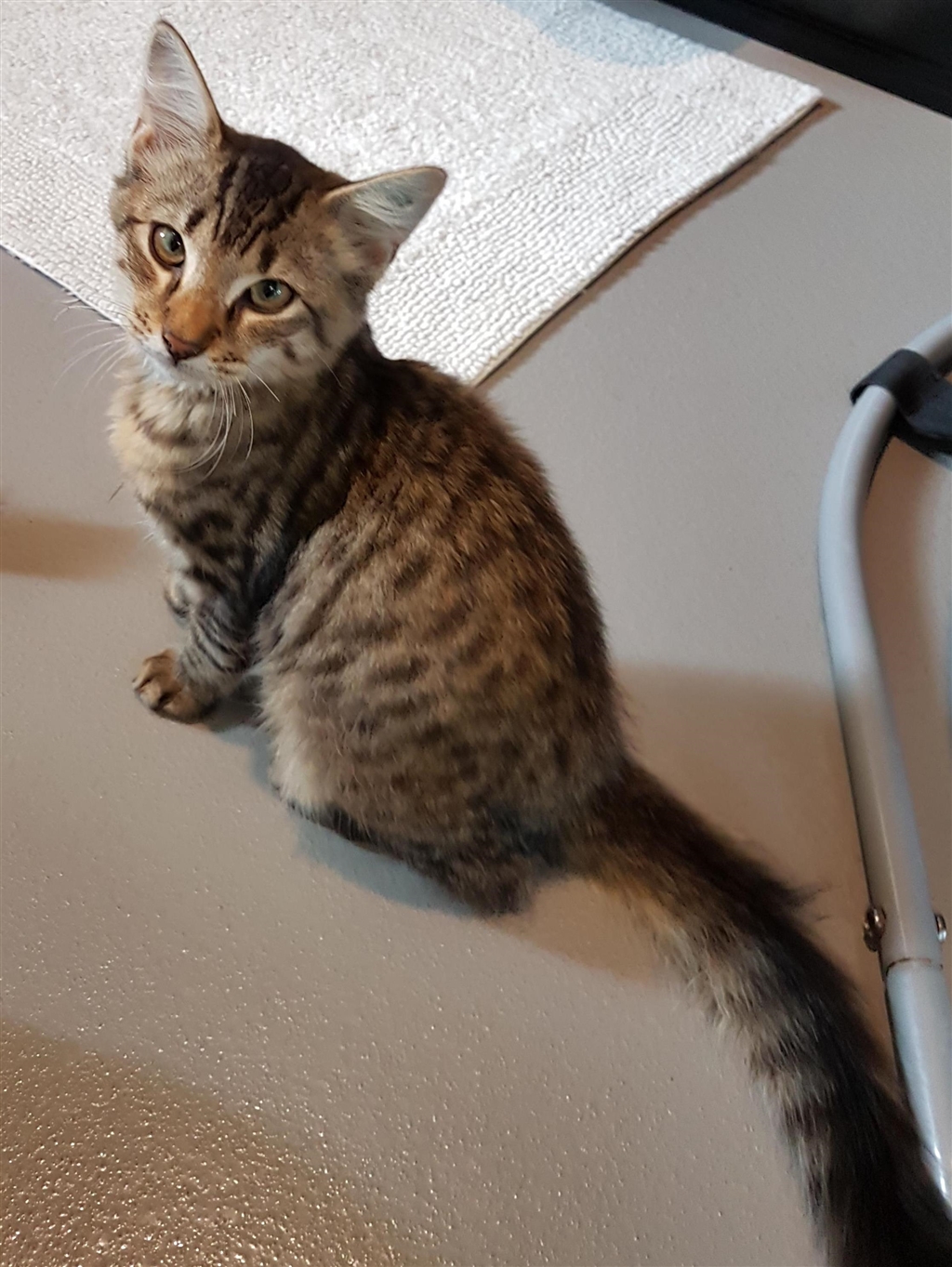 Flinch - Male Domestic Medium Hair Mix Cat in QLD - PetRescue