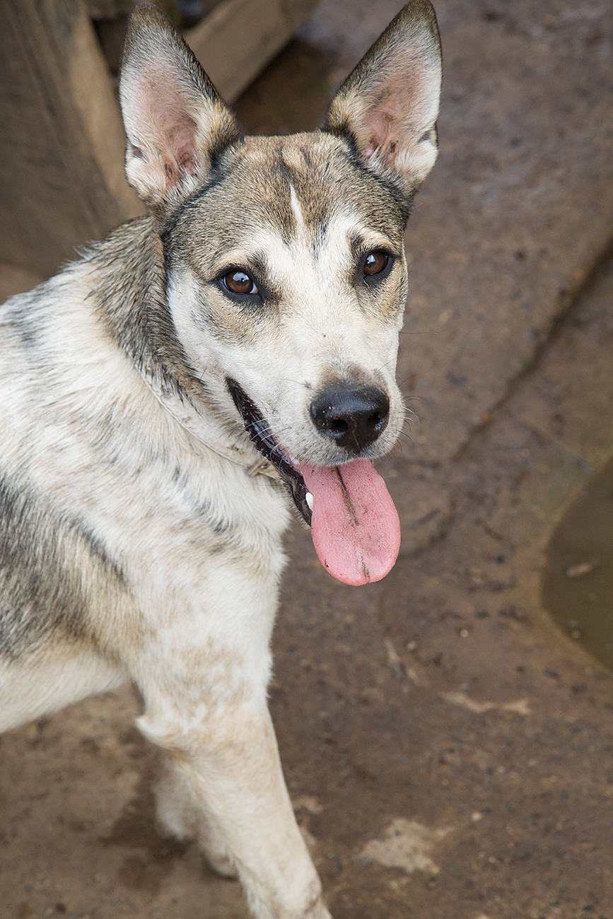 Rex - Medium Male Kelpie x Siberian Husky Mix Dog in NSW - PetRescue