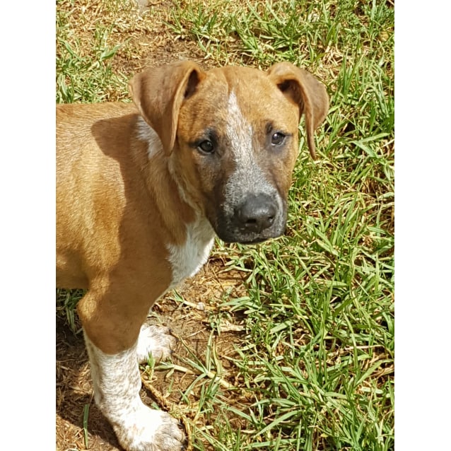 Gerard - Large Male Red Heeler Mix Dog in VIC - PetRescue