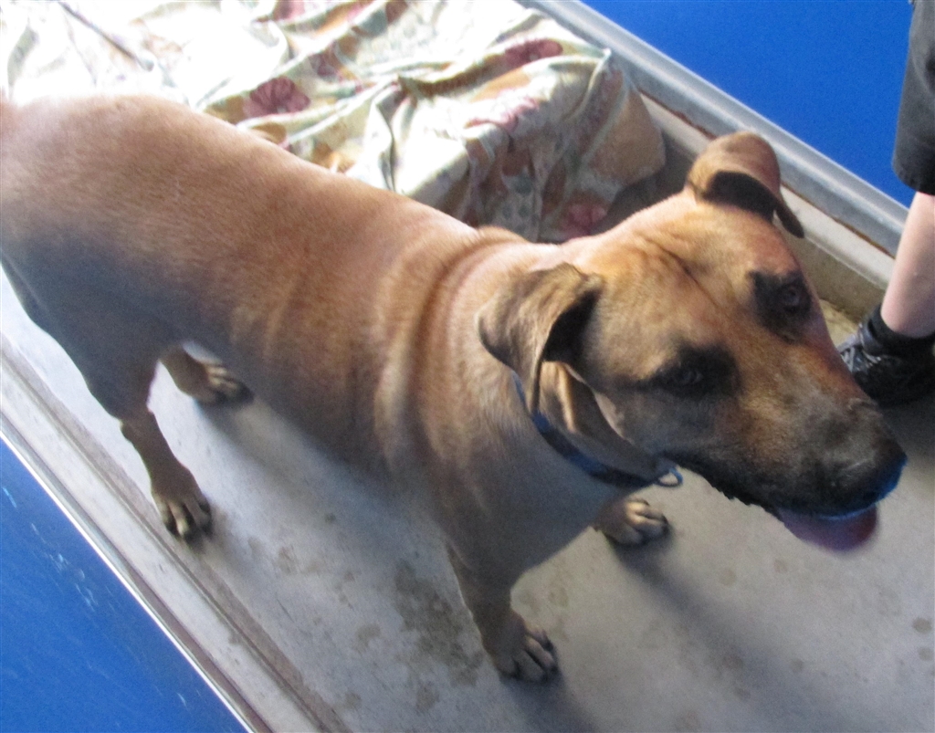 Strider - Large Male Bullmastiff x Rhodesian Ridgeback Mix Dog in QLD ...