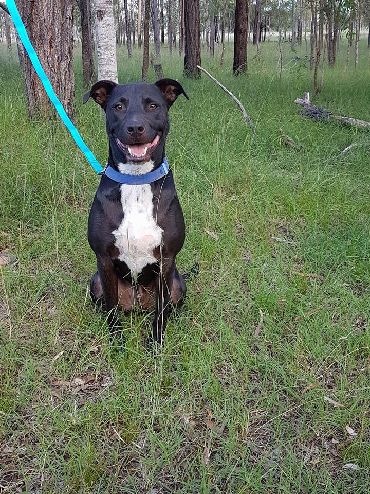 Buddy - Medium Male Kelpie x Labrador Mix Dog in QLD - PetRescue