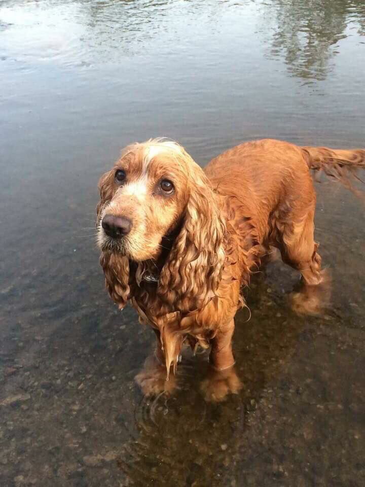 Penny DL1853 - Medium Female Cocker Spaniel, English Dog in WA - PetRescue