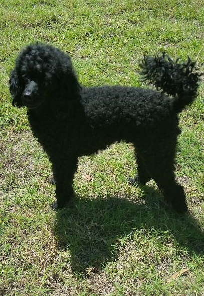 Shadow - Small Male Poodle Dog in QLD - PetRescue