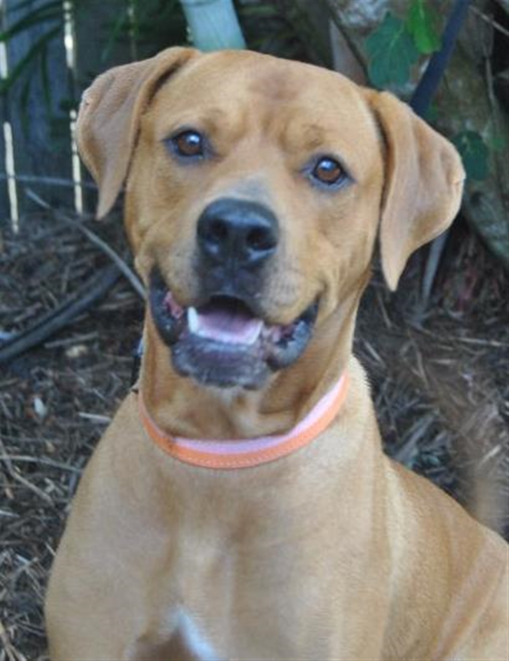 Elly - Large Female Rhodesian Ridgeback x Rottweiler Mix Dog in QLD ...