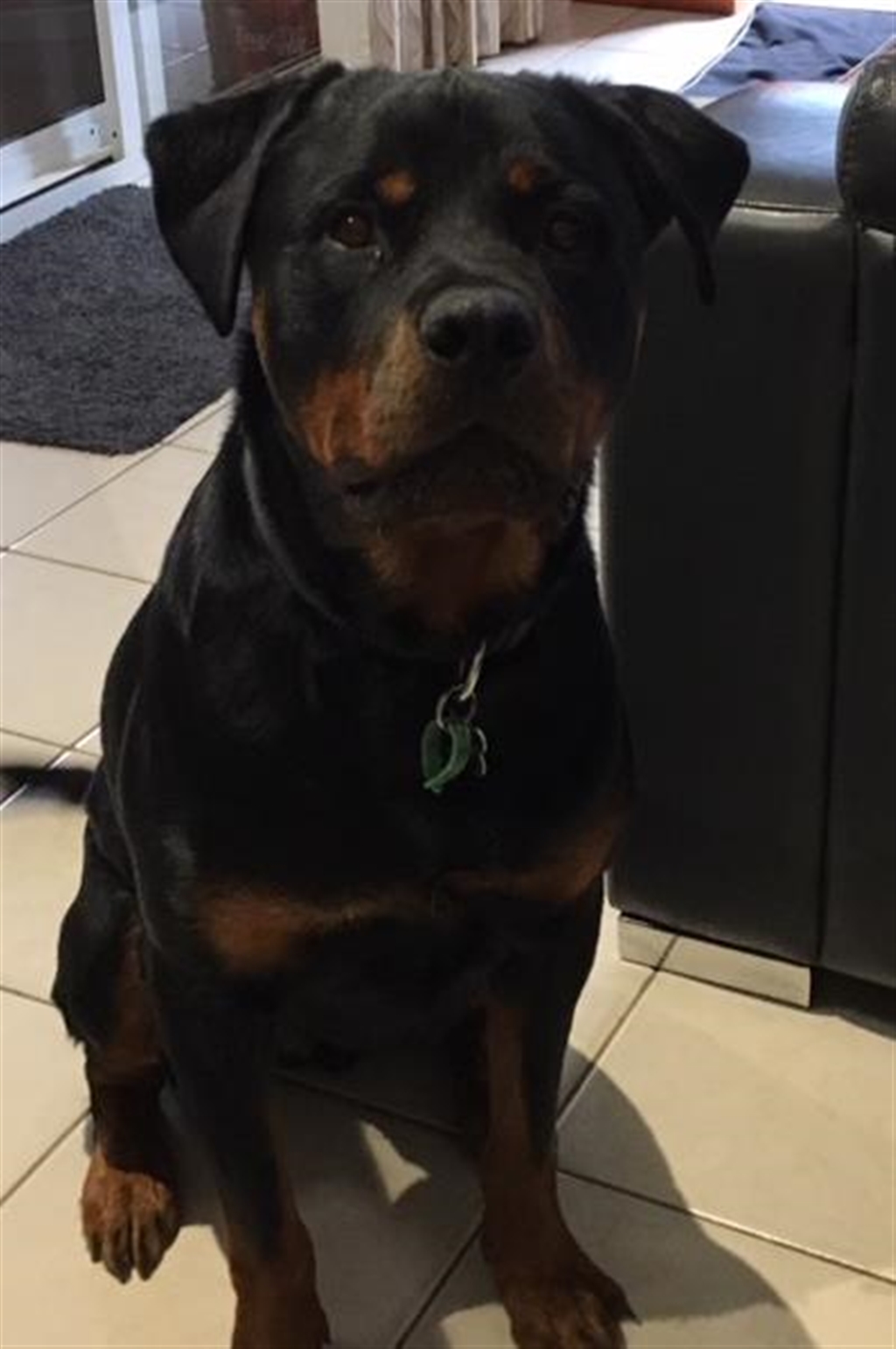 Diesel - Large Male Rottweiler Dog in QLD - PetRescue