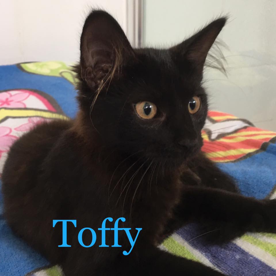 Toffy - Male Domestic Short Hair Cat in QLD - PetRescue