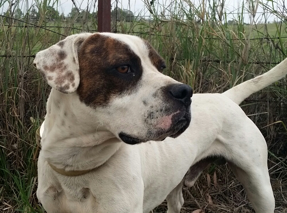 Harry - Medium Male Australian Bulldog Mix Dog in NSW - PetRescue