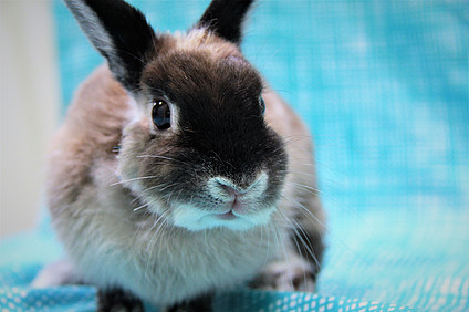 Fae (Vib) - Female Rabbit in VIC - PetRescue