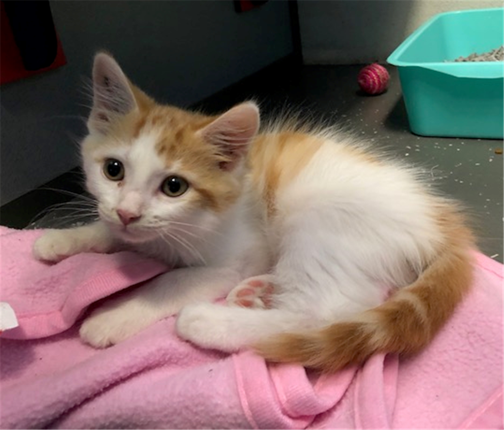 Pumpkin - Male Domestic Short Hair x Turkish Van Mix Cat in QLD - PetRescue