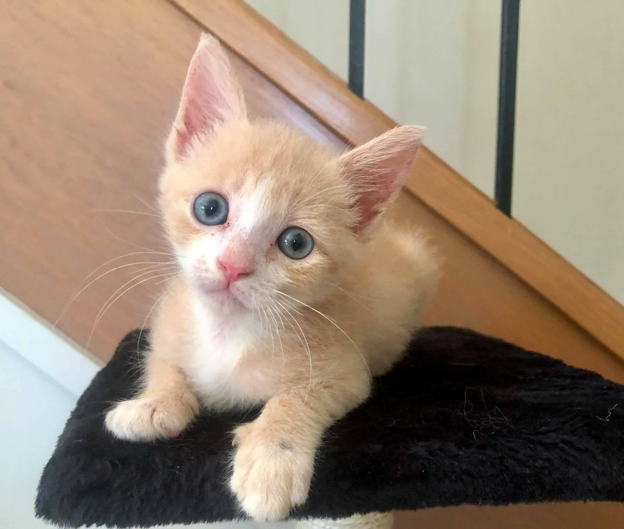 Kaycee - Female Domestic Short Hair Cat in QLD - PetRescue