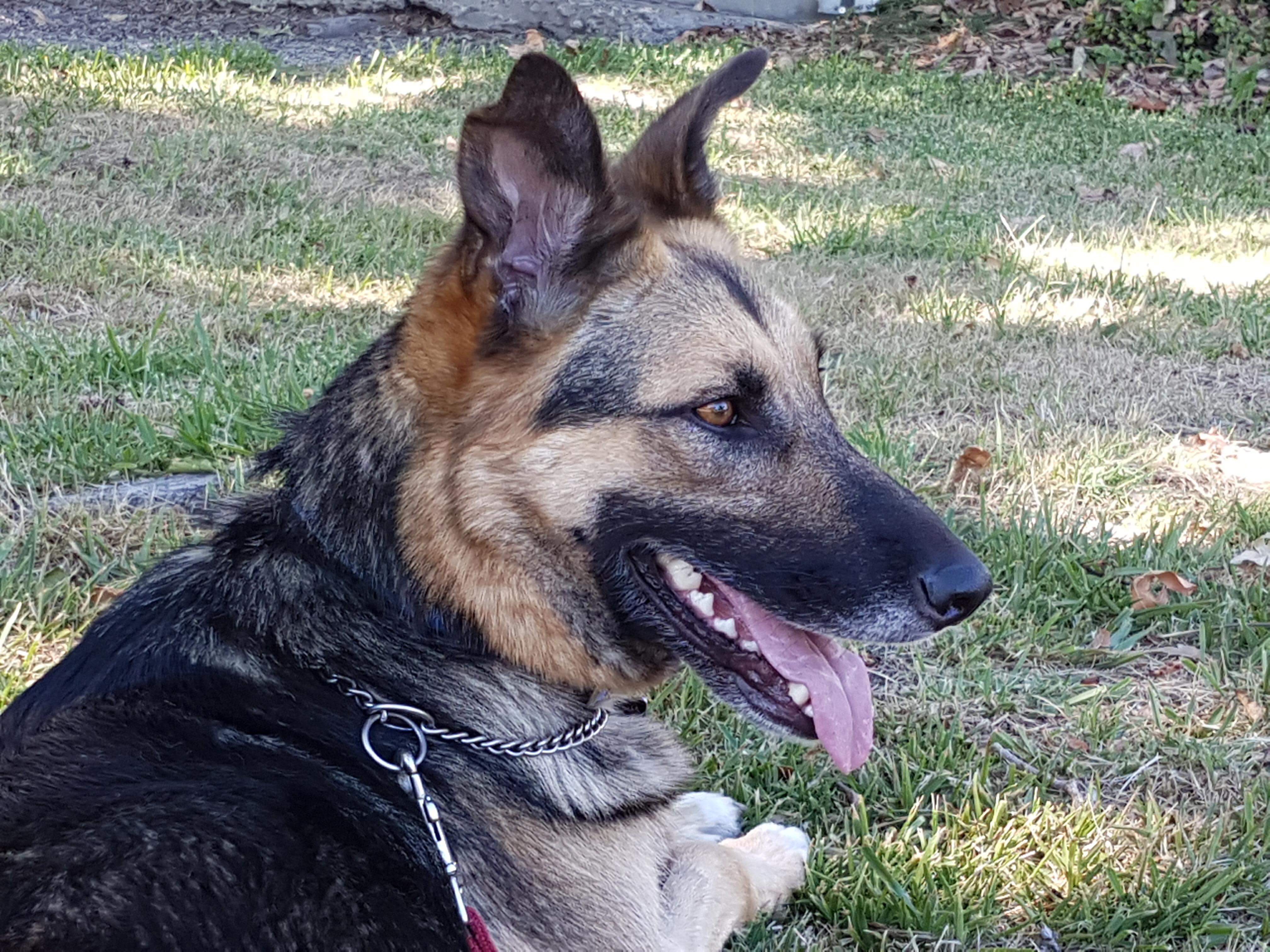 Bindi - Medium Female German Shepherd x Kelpie Dog in VIC - PetRescue