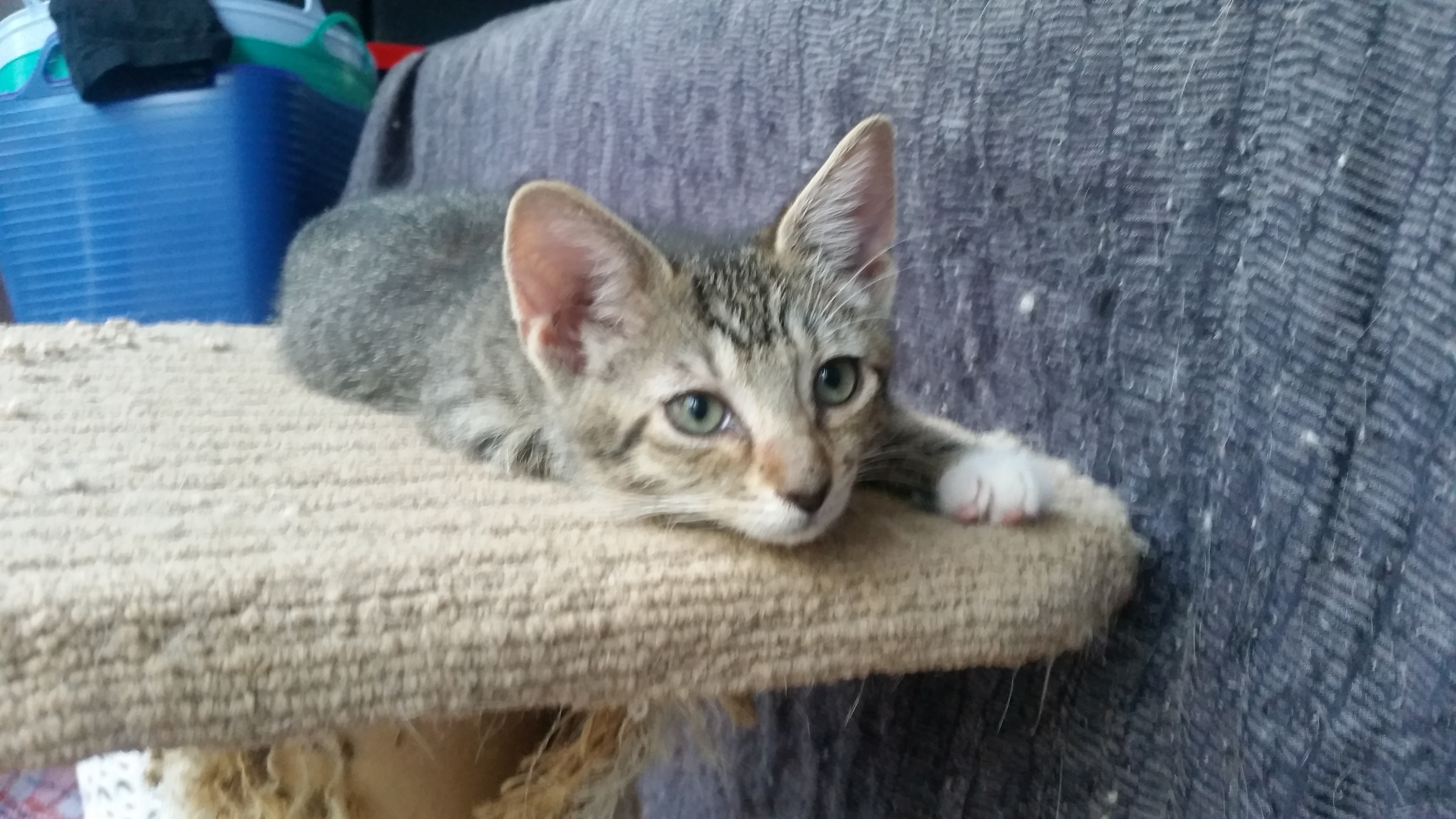 Tabitha the Tiny Tabby - Female Domestic Short Hair Cat in ACT - PetRescue