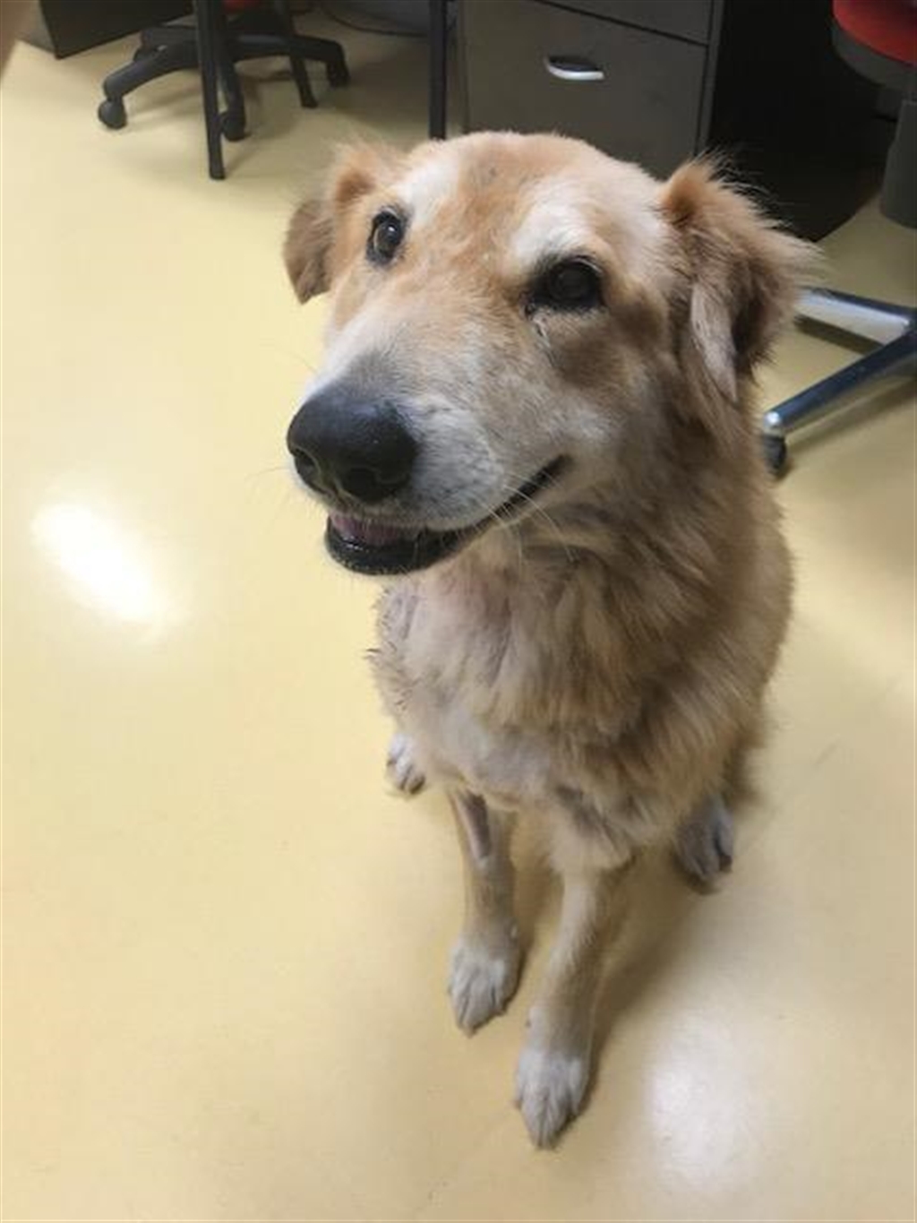 Pepper - Medium Female Collie Rough x Golden Retriever Mix Dog in QLD ...