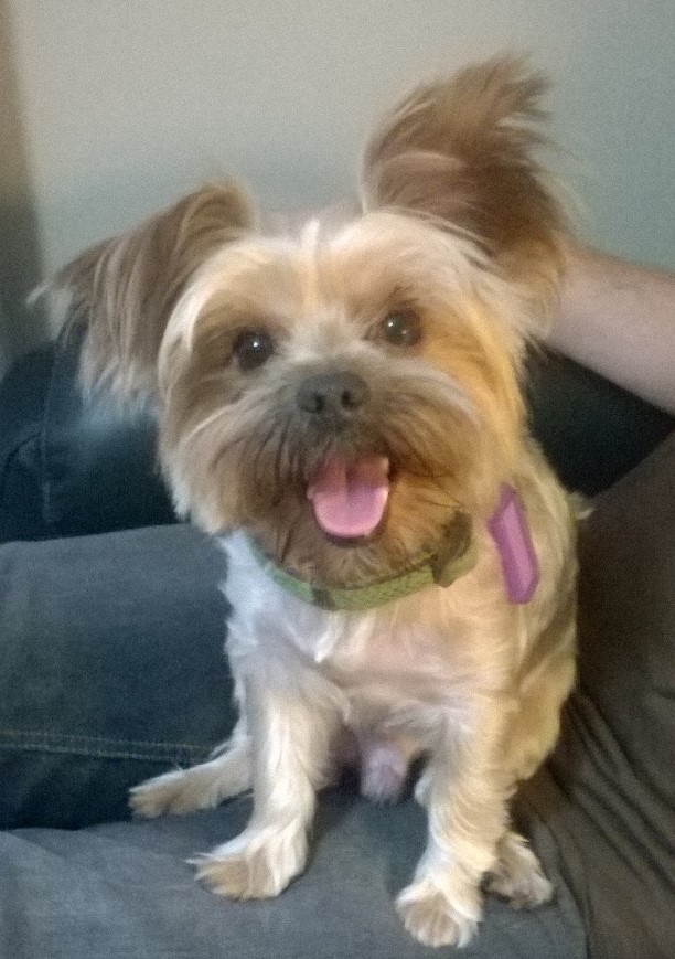 Hamish - Small Male Yorkshire Terrier Dog in WA - PetRescue
