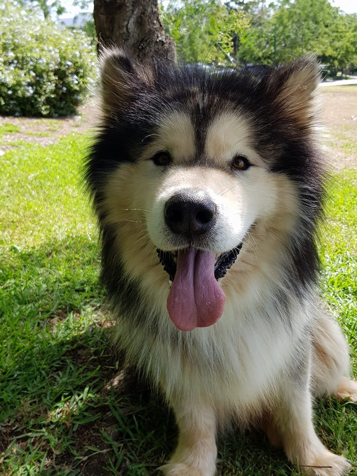Luca - Large Male Alaskan Malamute Dog in NSW - PetRescue