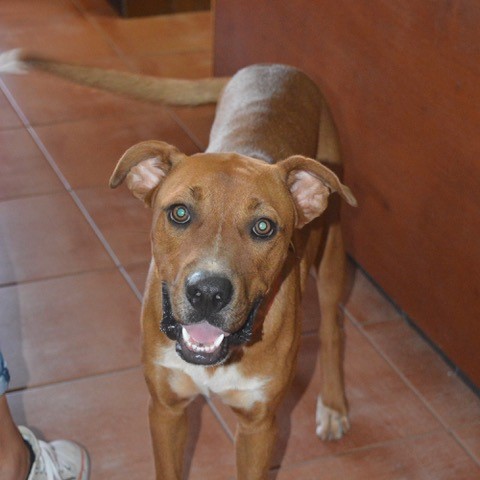 Winton D3826 - Large Male Border Collie x Boxer Dog in WA - PetRescue
