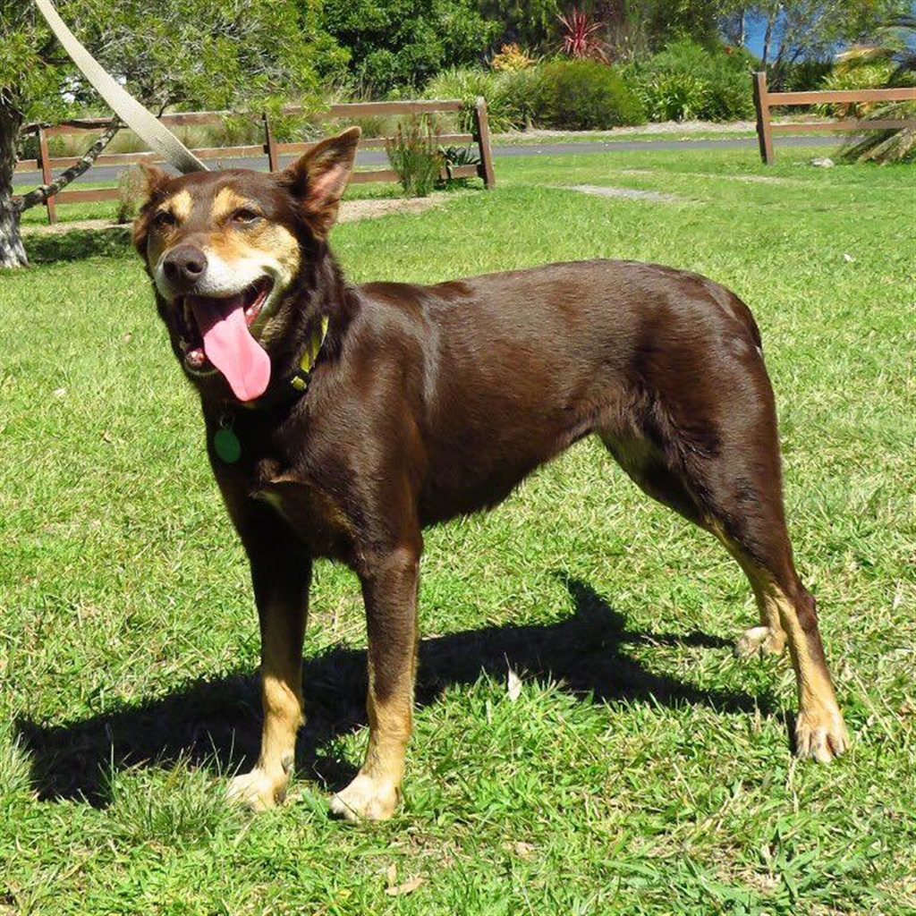 Penny - Medium Female Kelpie Mix Dog in NSW - PetRescue