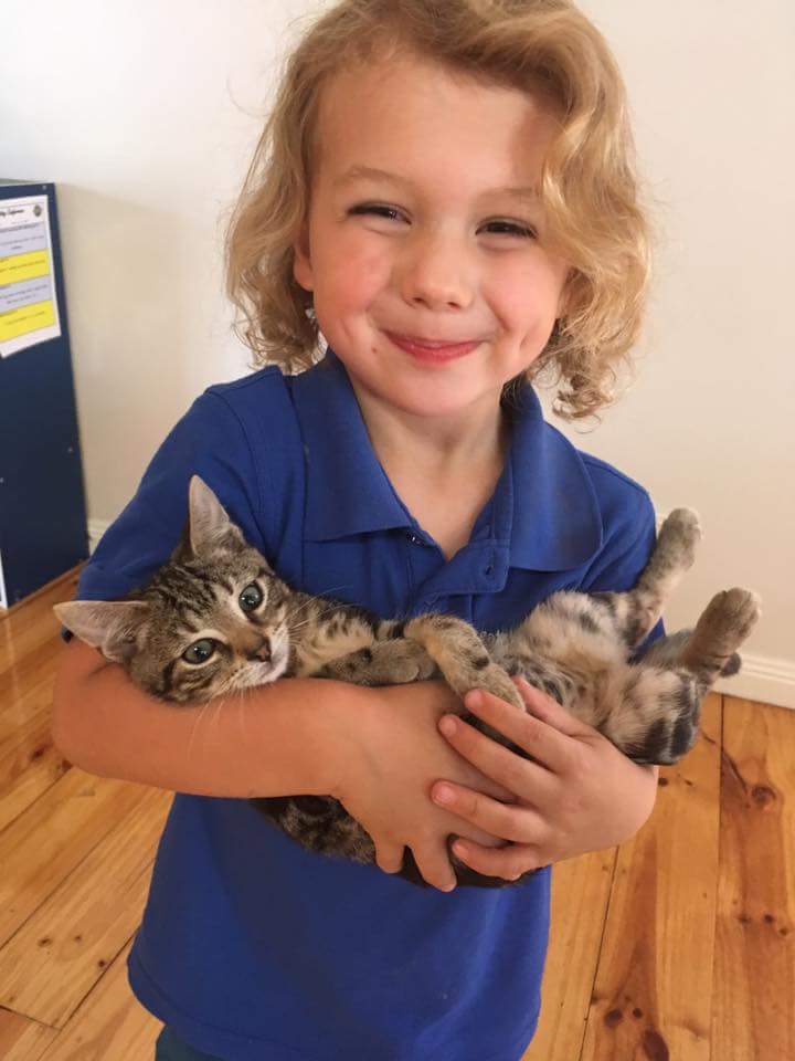 Clix - Female Domestic Short Hair Cat in VIC - PetRescue