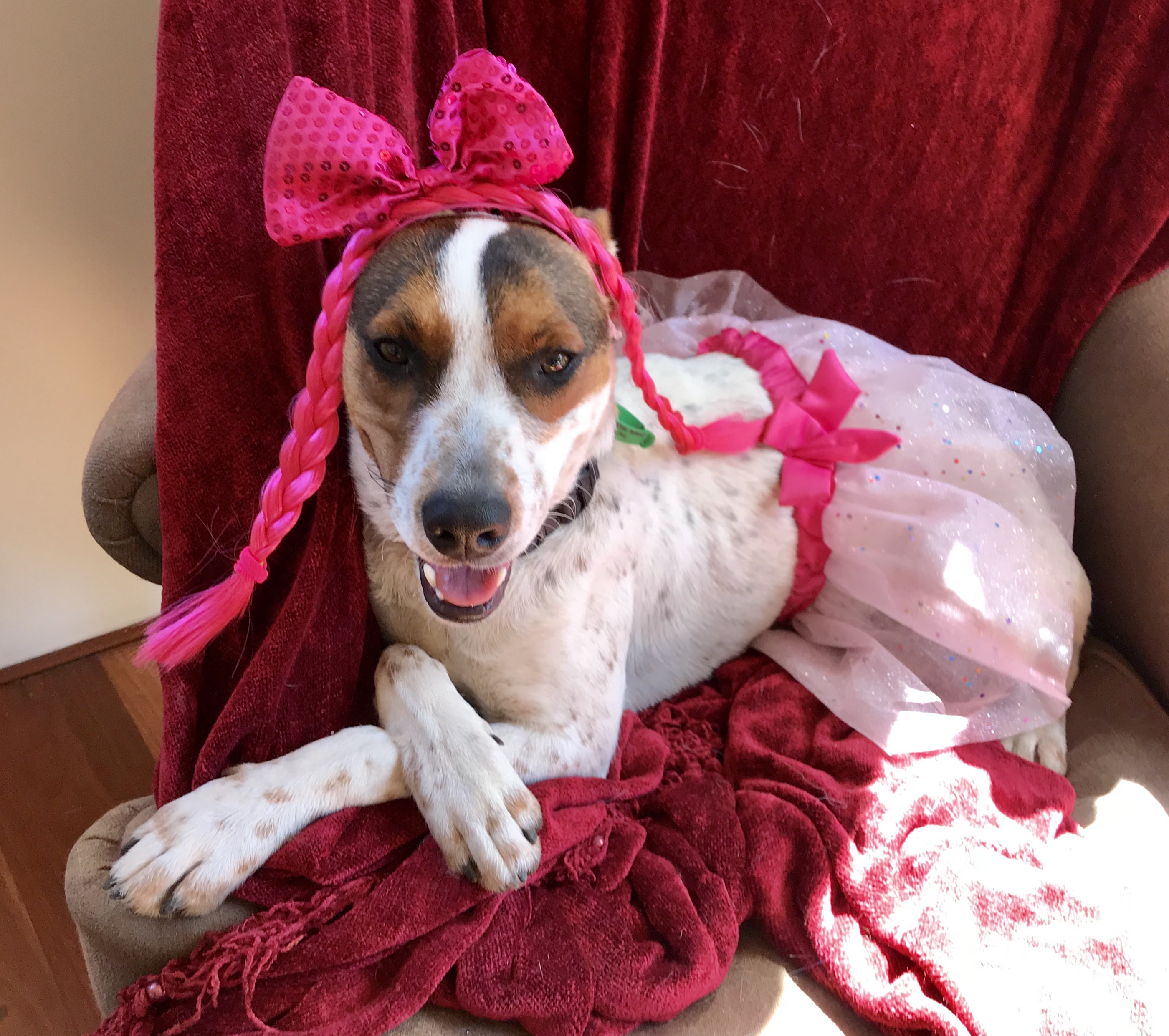 Nancy - Medium Female Australian Stumpy Tail Cattle Dog x Jack Russell ...