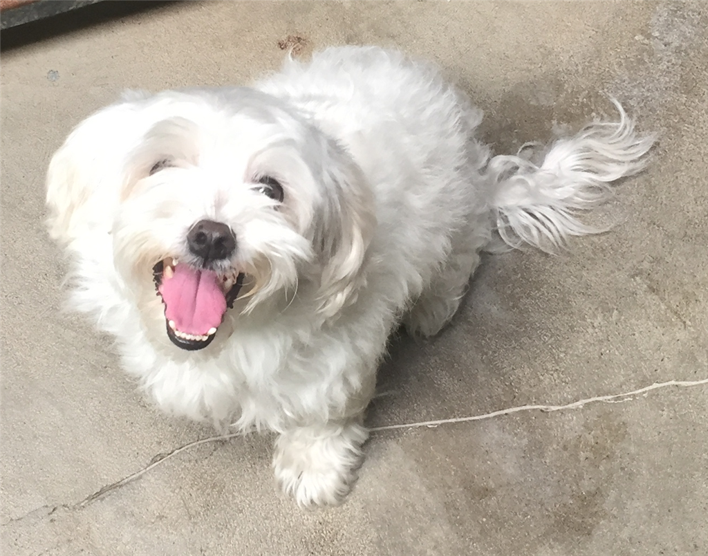 Lulu - Small Female Maltese Terrier Mix Dog in QLD - PetRescue