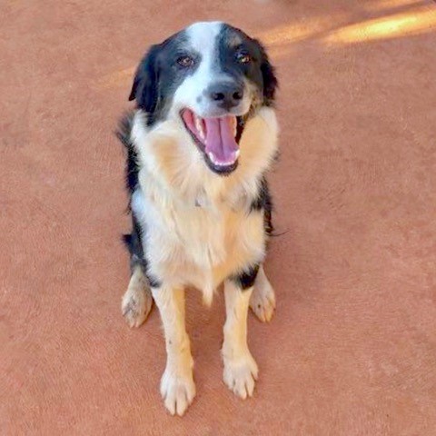 Aiden D3828 - Large Male Border Collie Dog in WA - PetRescue