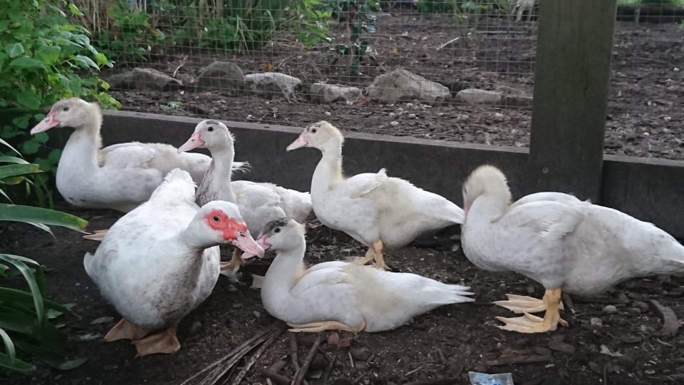 Muscovy Drakes x3 - Male Duck in NSW - PetRescue