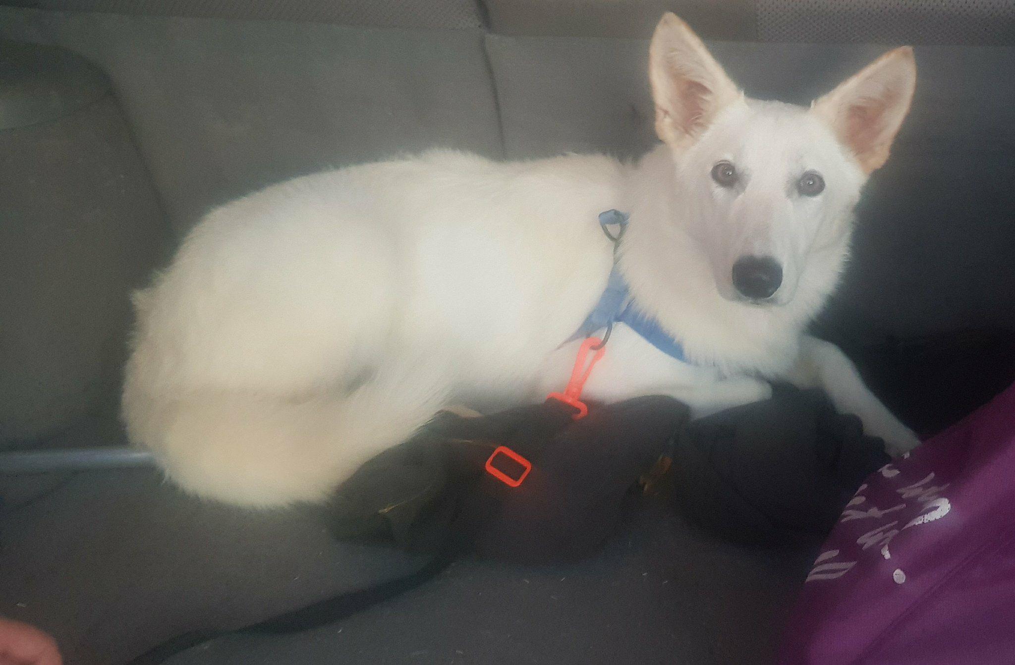 Tinks - Large Female White Shepherd Dog Dog in QLD - PetRescue