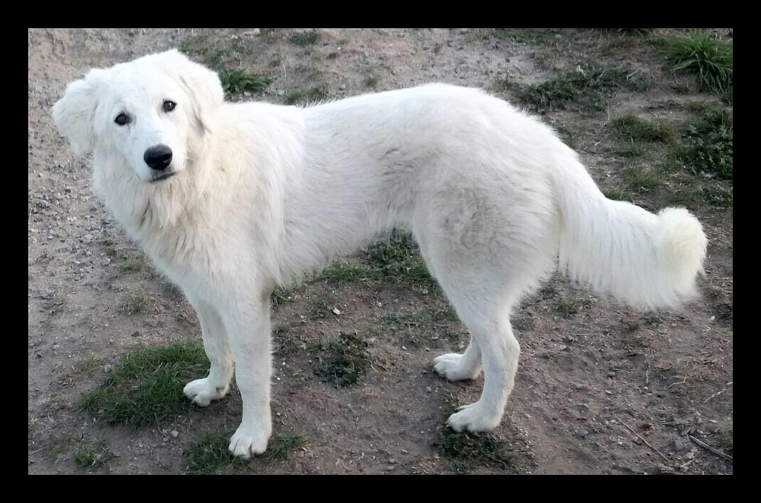 Daisy - Medium Female Maremma Sheepdog Dog in NSW - PetRescue