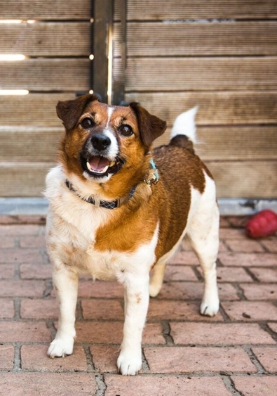 Ned - Small Male Jack Russell Terrier x Miniature Fox Terrier x Shih ...
