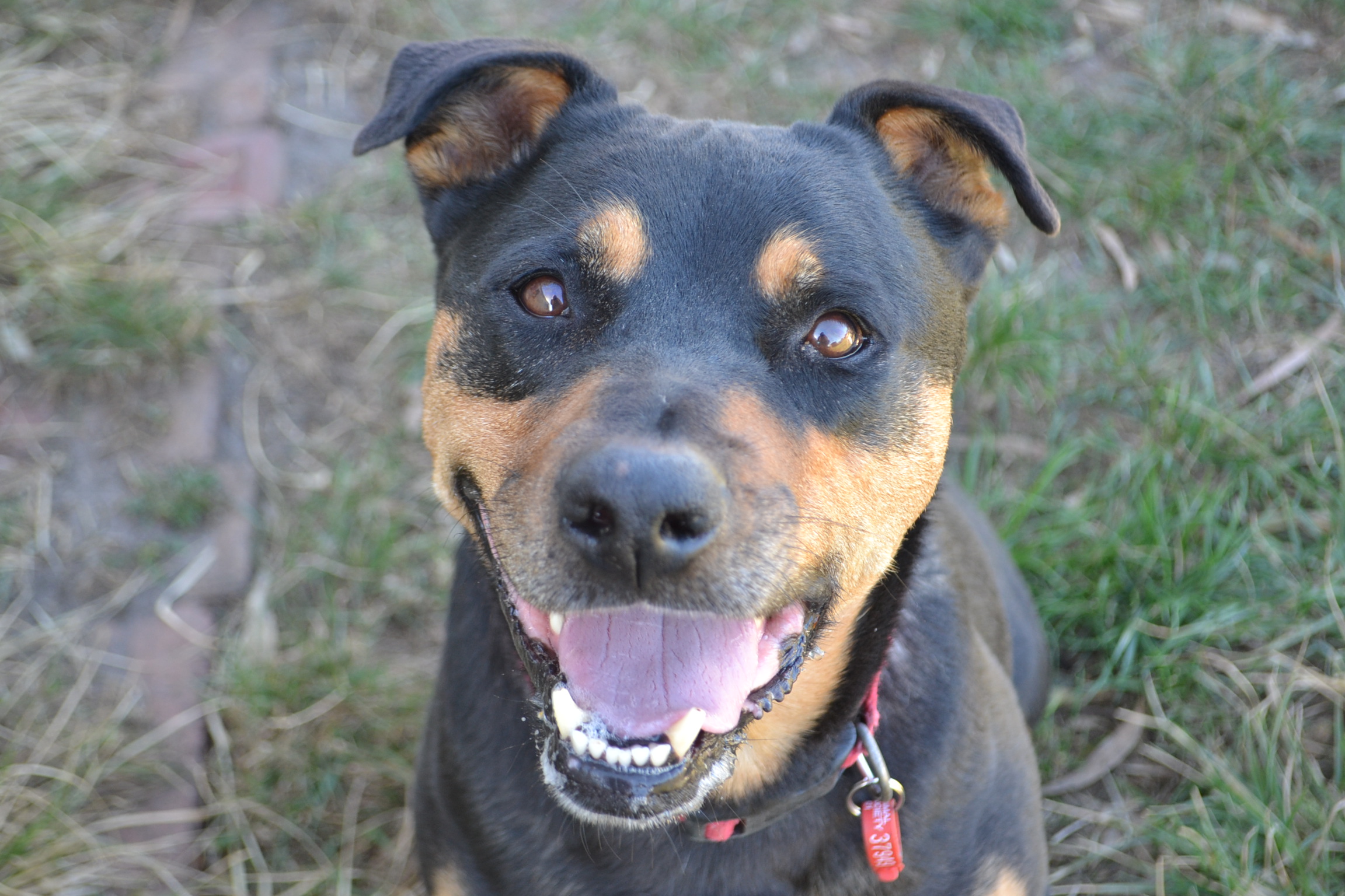 Stefi - Medium Female Rottweiler Mix Dog in VIC - PetRescue