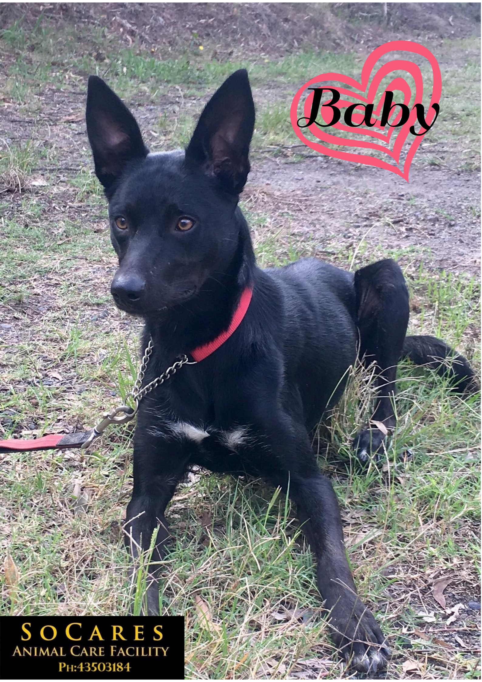 Baby - Medium Female Kelpie Dog in NSW - PetRescue