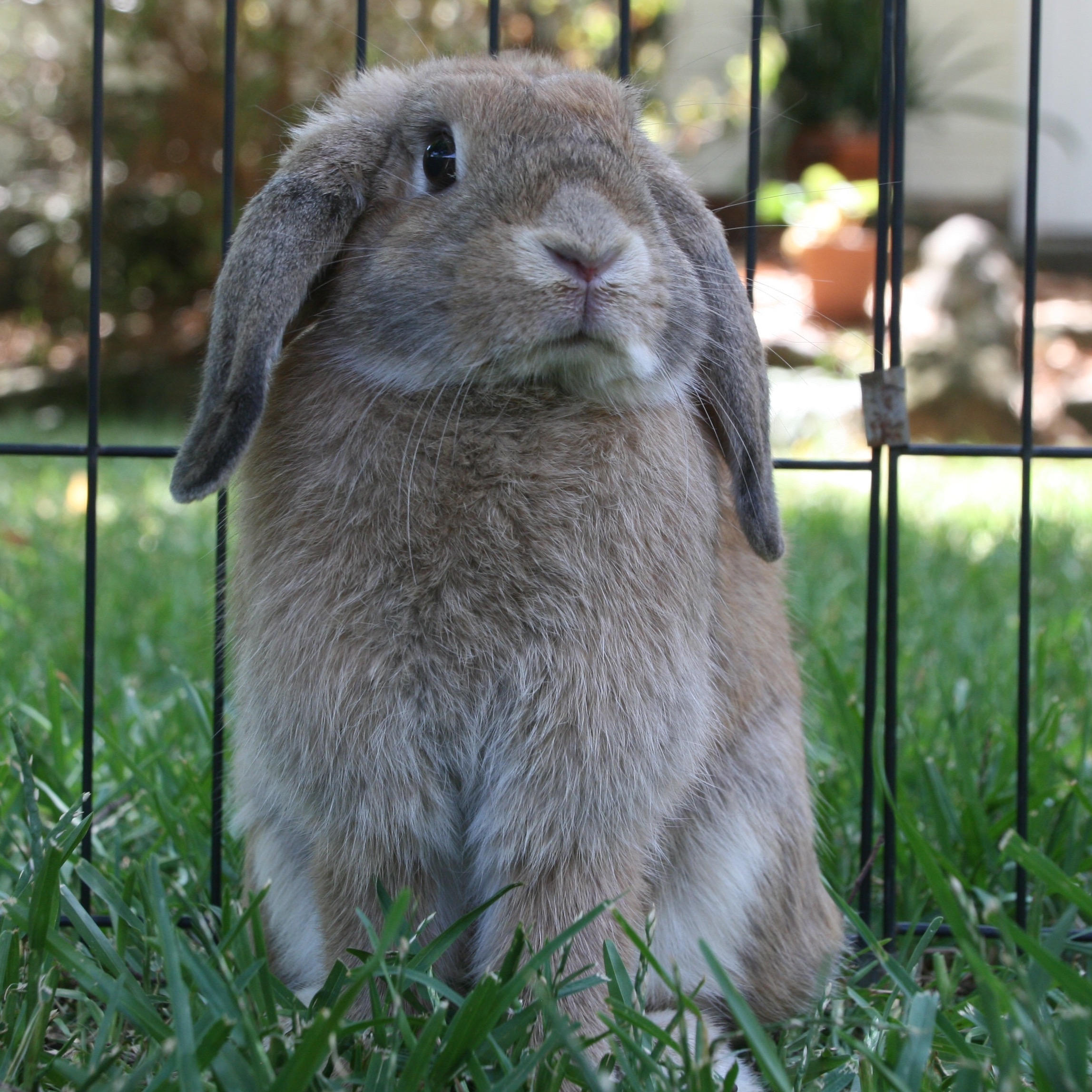 Petunia - Female Rabbit in NSW - PetRescue