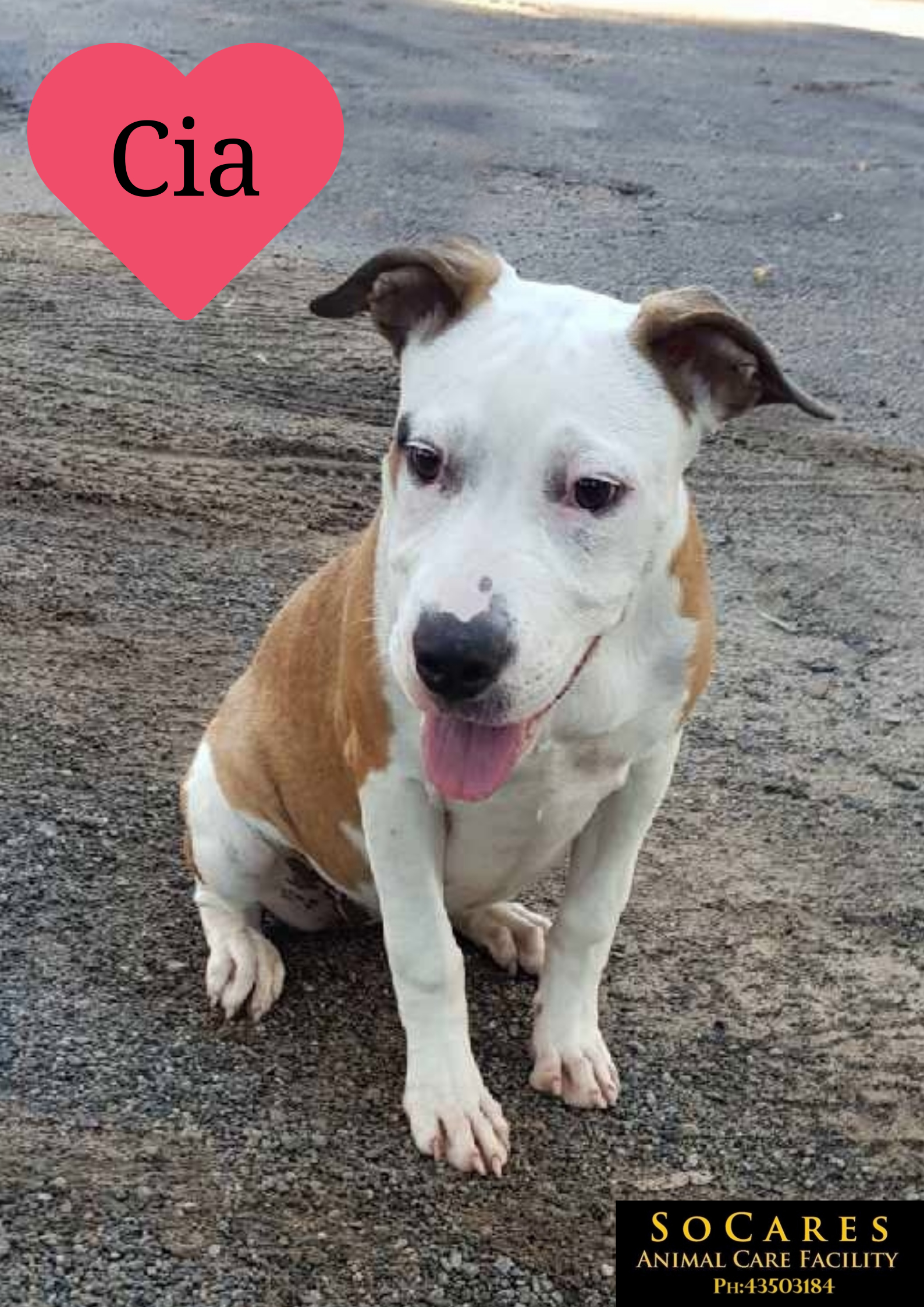 Cia - Medium Female American Staffordshire Bull Terrier Mix Dog in NSW - PetRescue