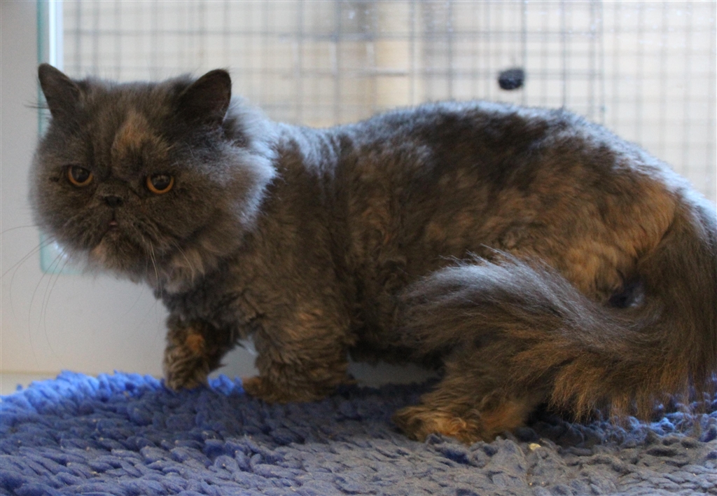 Sinta - Female Munchkin Cat in WA - PetRescue