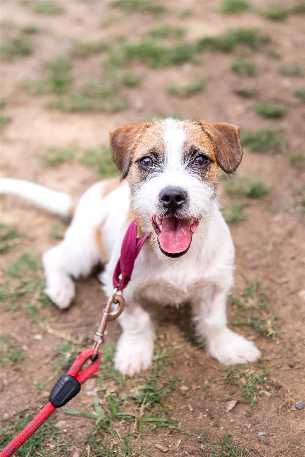 Lister - Small Male Maltese x Staffordshire Bull Terrier Mix Dog in NSW ...