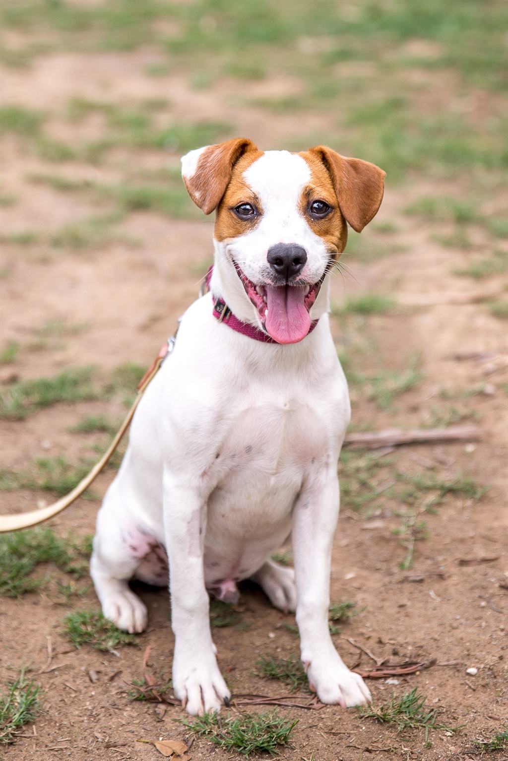 The Cat - Small Male Maltese x Staffordshire Bull Terrier Mix Dog in ...