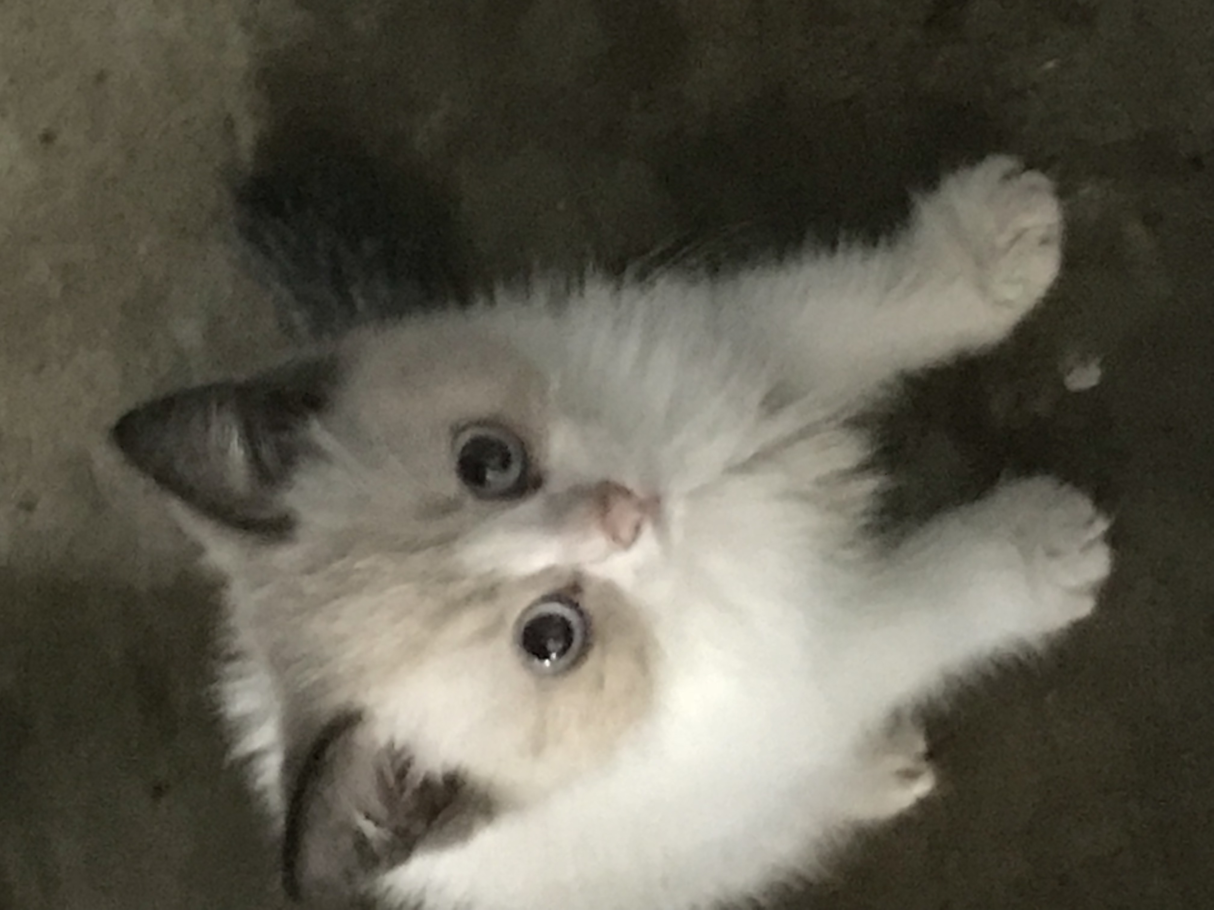 Imogen - Female Himalayan Mix Cat in QLD - PetRescue