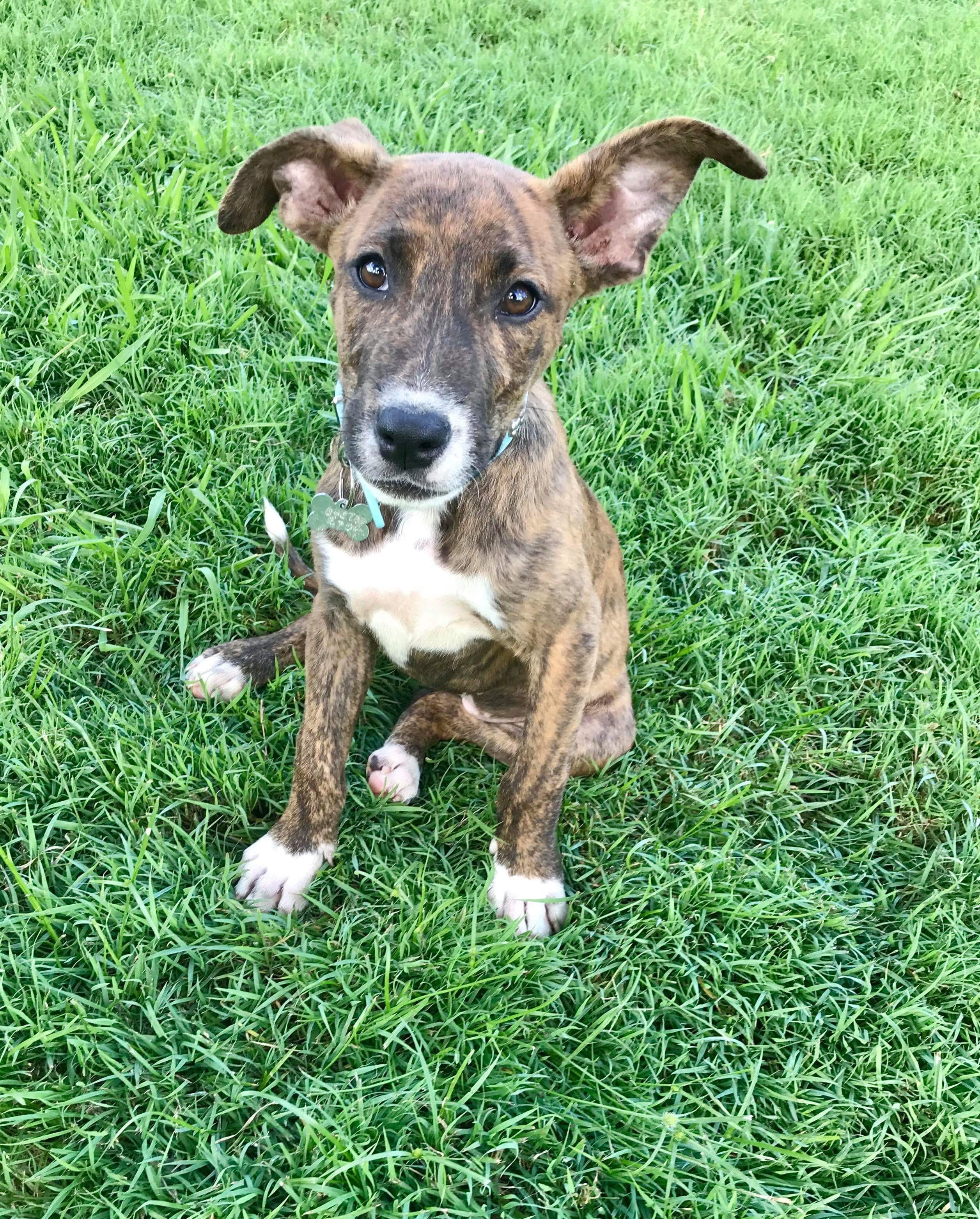 Camila - Medium Female Staffy Mix Dog in QLD - PetRescue